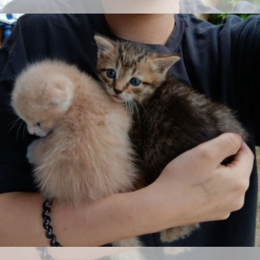 Котята в добрые руки