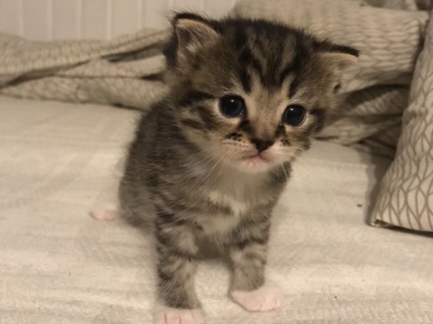 Котенок
