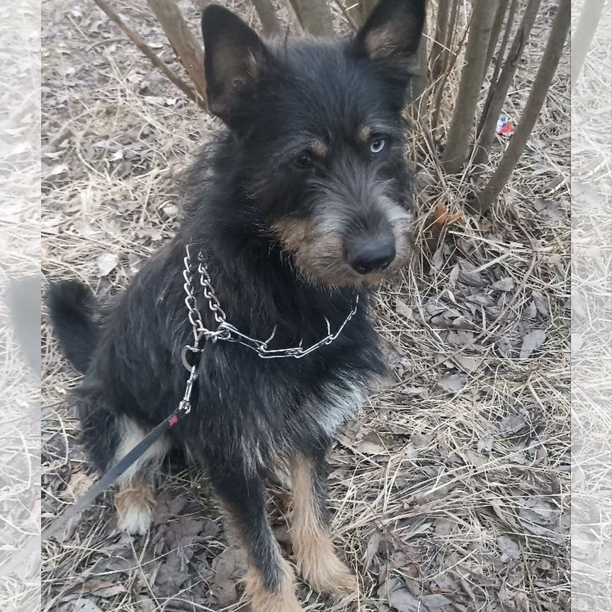 Собака в добрые руки