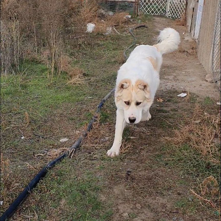 Кавказский волкодав