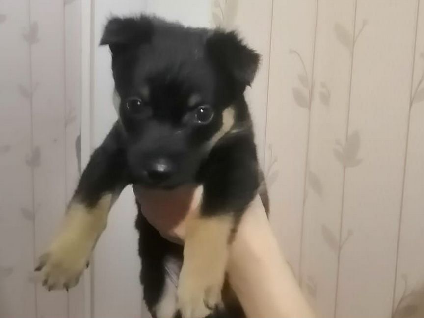 Маленький щенок ищет заботливые ручки и теплый дом