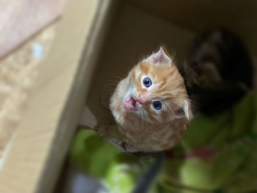 Шатланские вислоухие котята