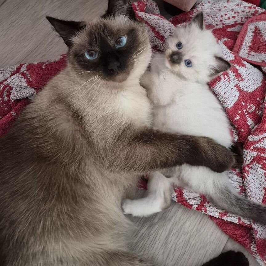 Тайский котёнок