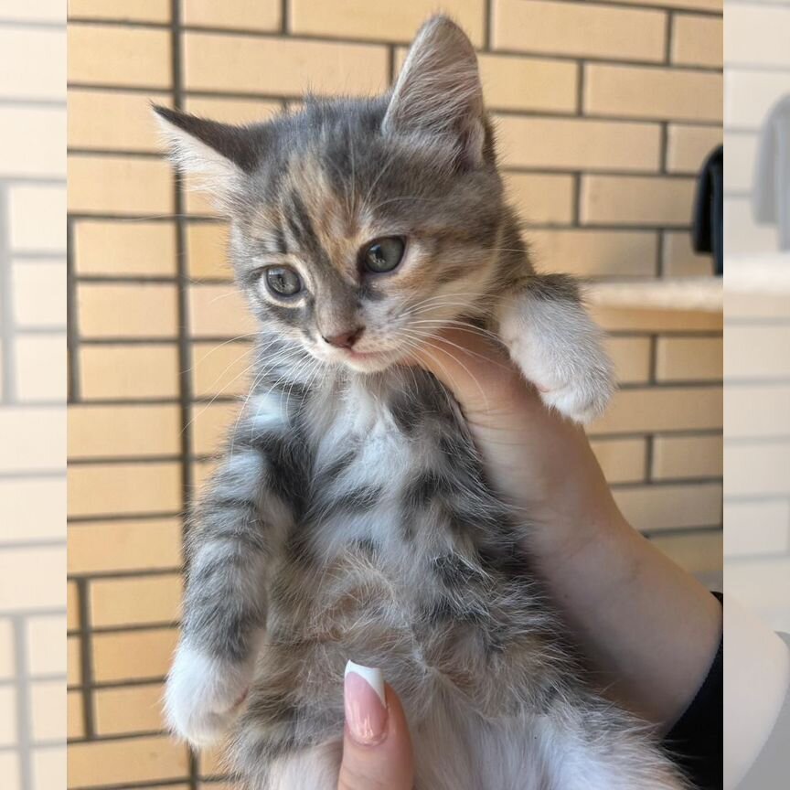 Котята от 01 марта