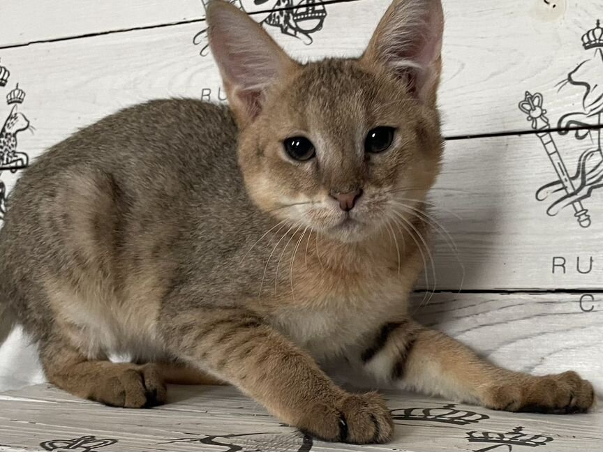 Чаузи Ф1 девочка