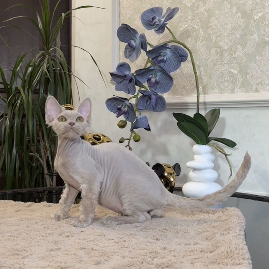 Лиловый мальчик Девон Рекс