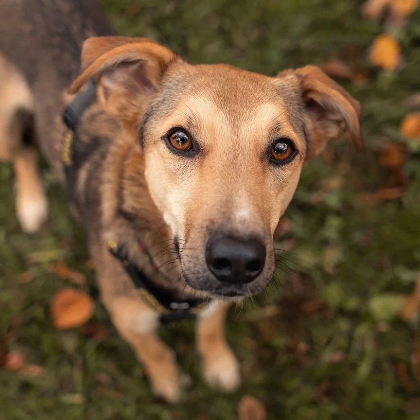 Фанта из приюта в добрые руки