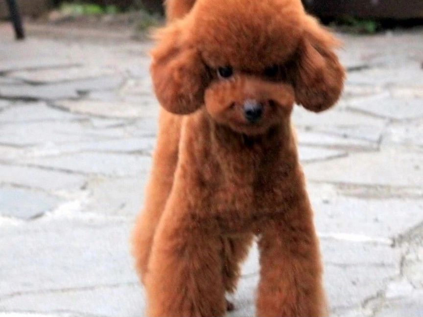 Той-пудель тикап Тедди женихи