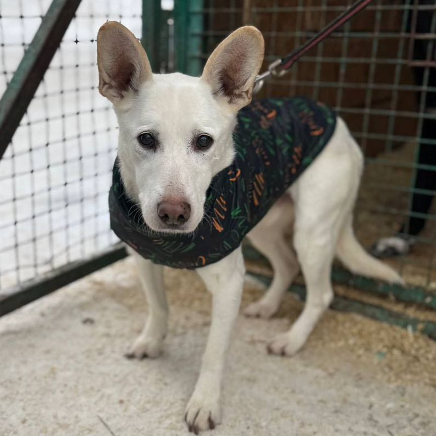 Взрослый пёс в добрые руки