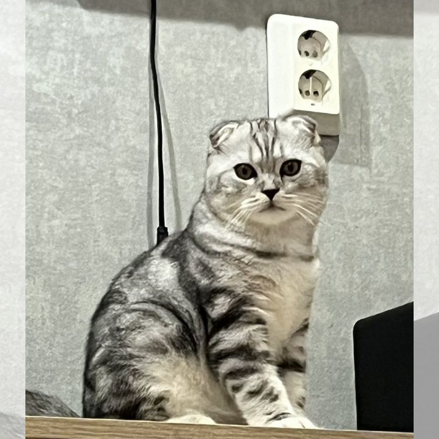 Шотландский вислоухий кот