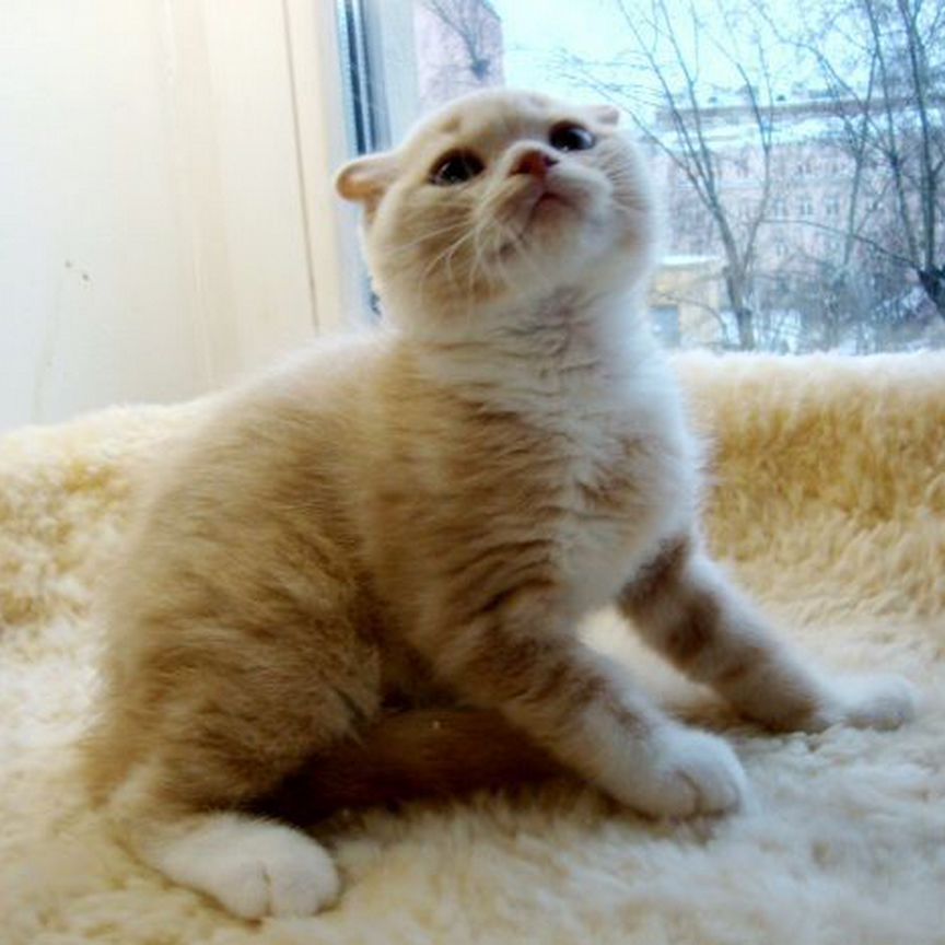 Вислоухий котёнок