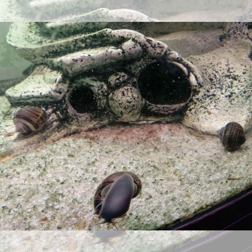 Улитки аквариумные ампулярии чёрные