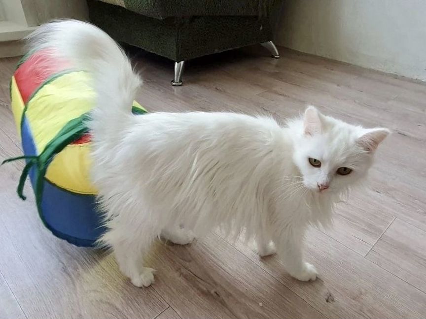 Кошка турецкая ангора