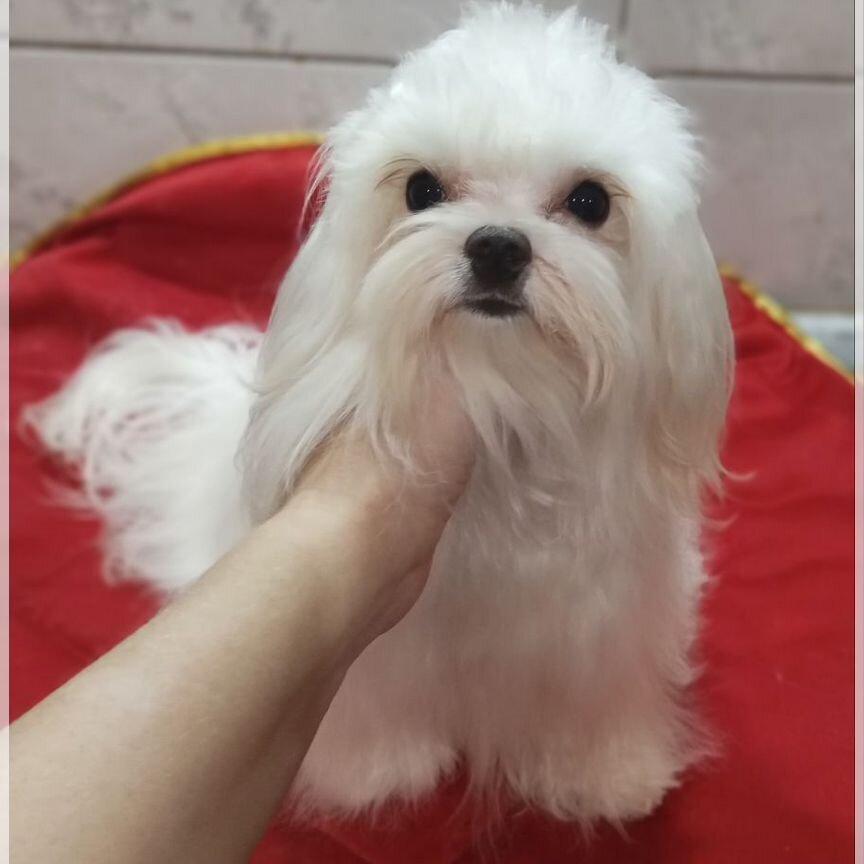 Мальтийская болонка, щенок