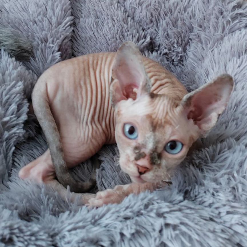Канадский сфинкс котёнок