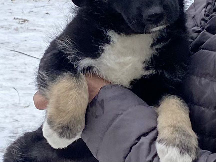 Отдадим щеночка мальчика в добрые ручки