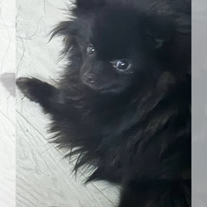 Немецкий шпиц, щенок