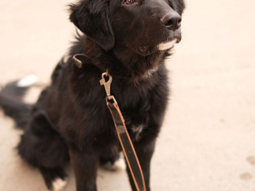 Собаки из приюта