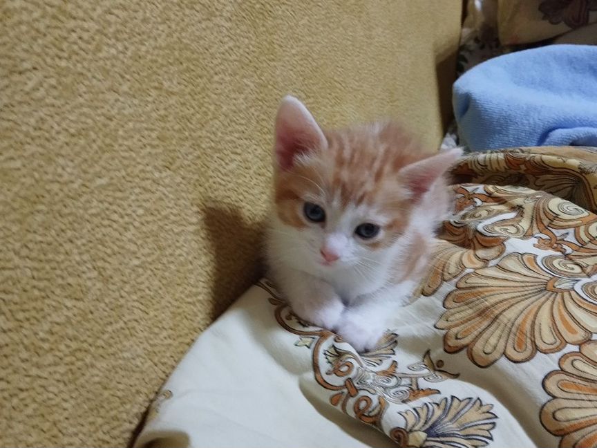 Котенок мальчик 1 мес