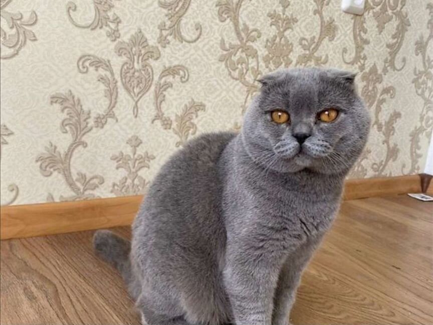Вязка кота