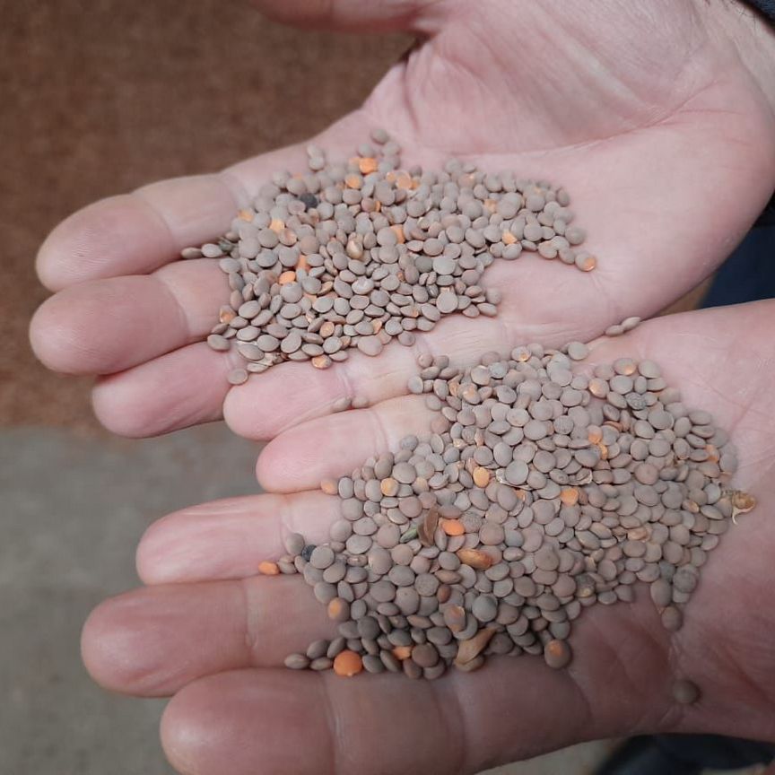 Семена чечевица красная