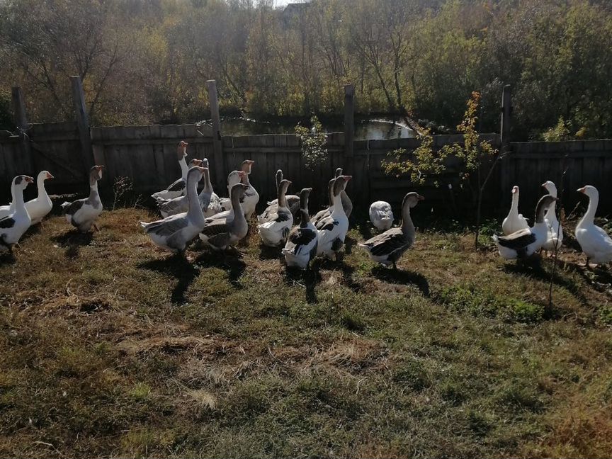 Холмогорские гуси