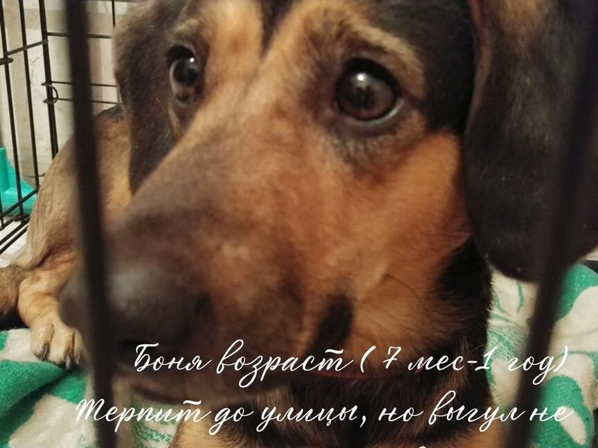 Собака в добрые руки отдам бесплатно
