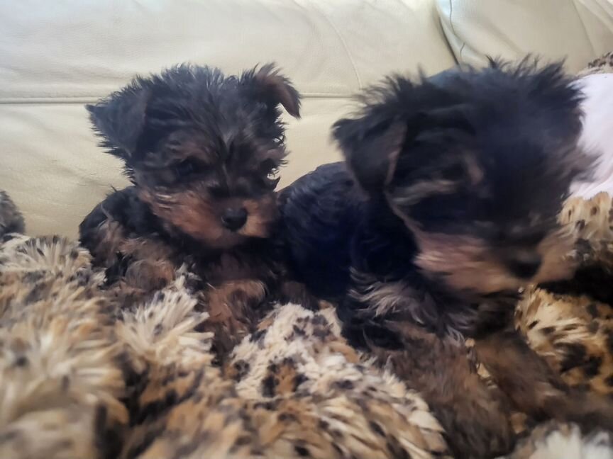 Йоркширский терьер щенки