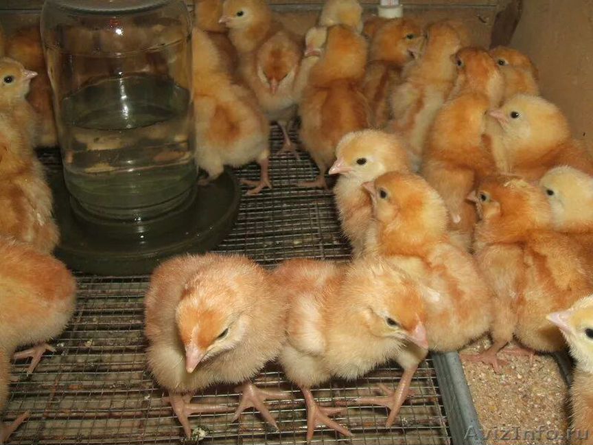 Цыплята несушки