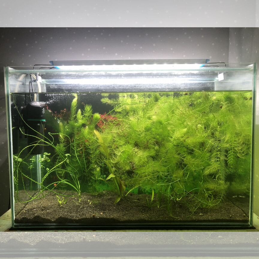 Аквариум с рыбками