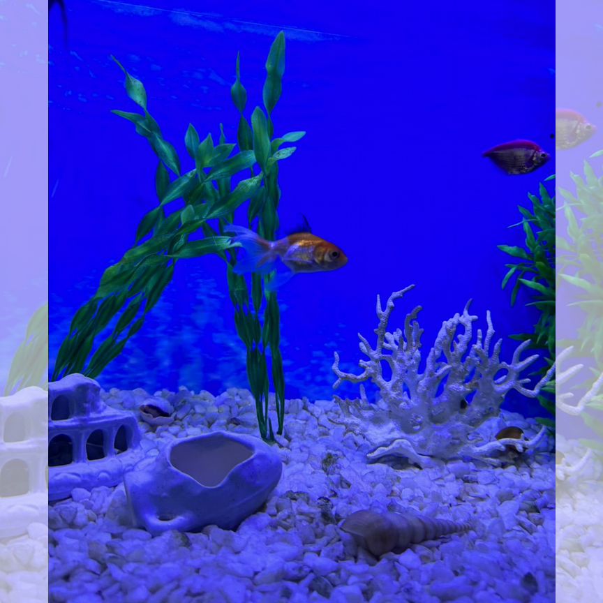 Аквариумные рыбки