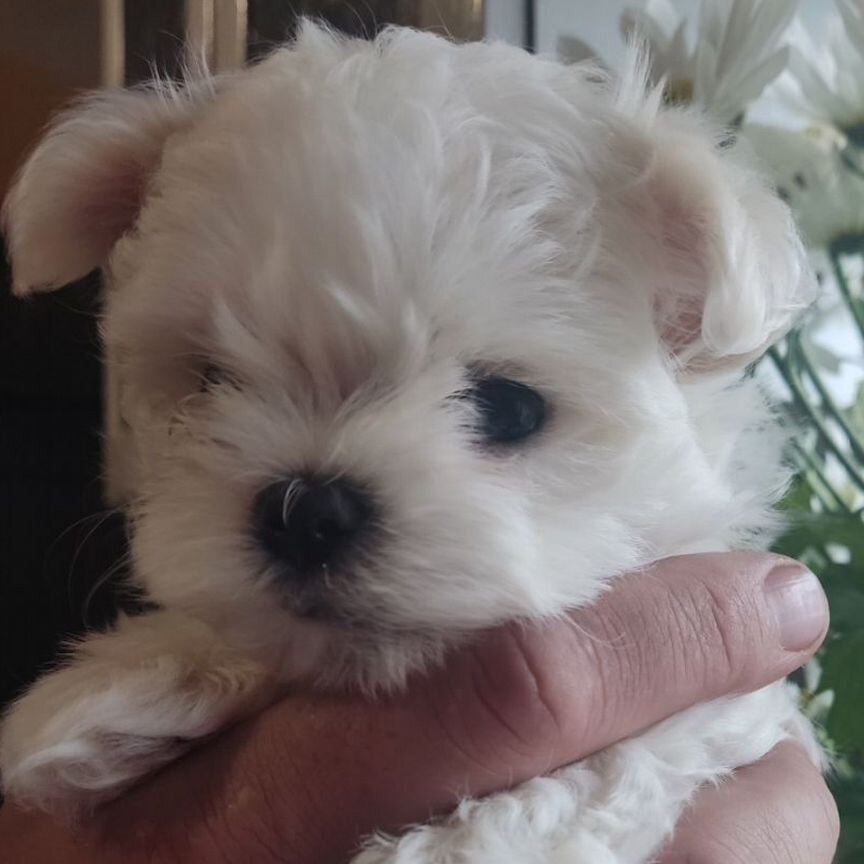 Мальтезе мини мальчик