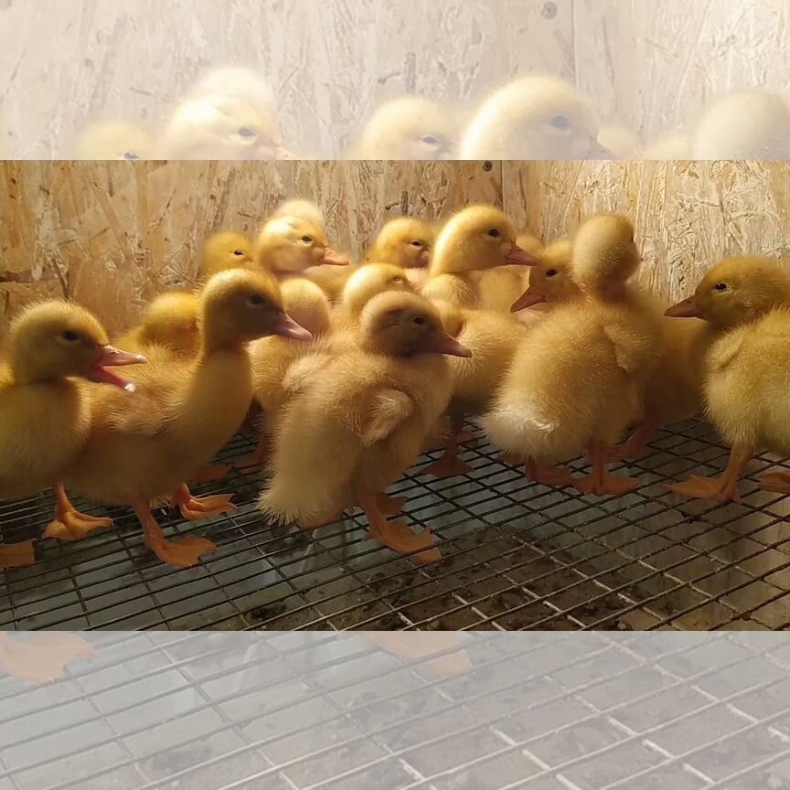 Утята старт 53