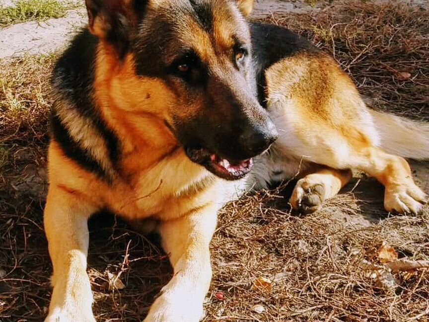 Щенки немецкой овчарки бесплатно