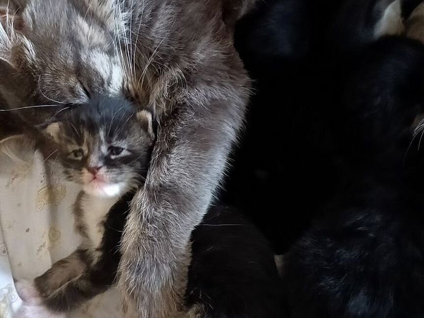 Котята мейн-кун