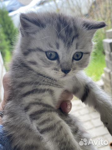 Котенок смесь шотландской породы