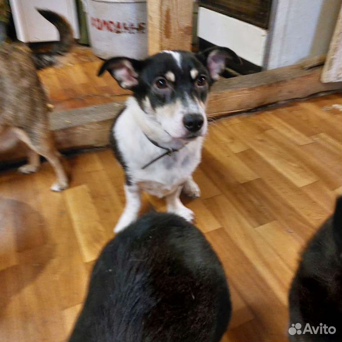 Маленькая собачка Марта