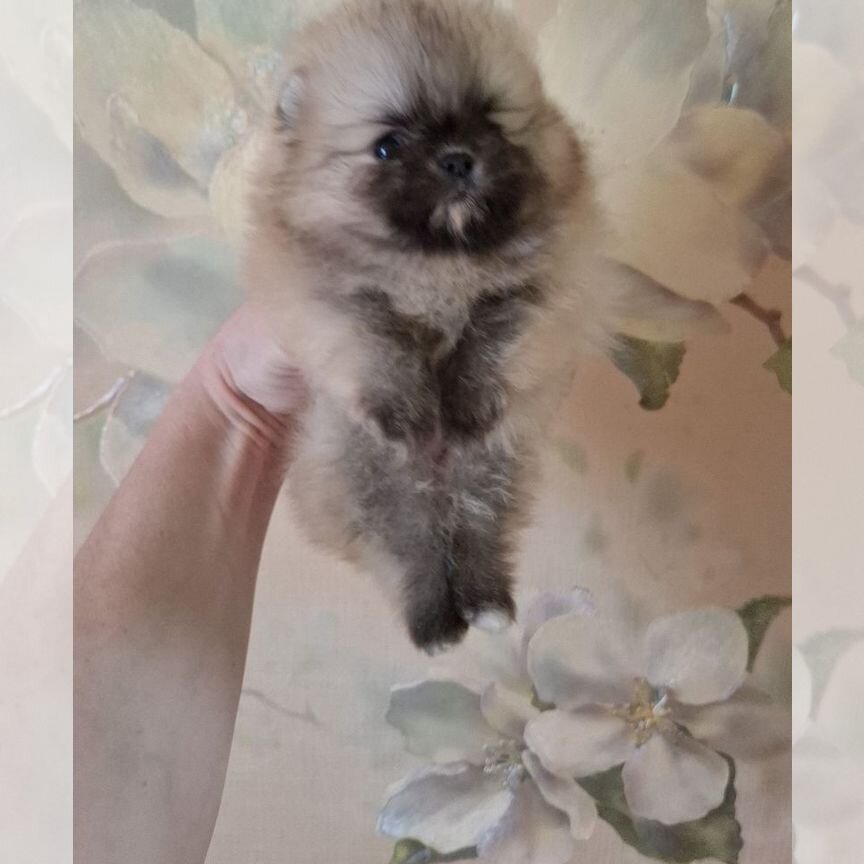 Шпиц