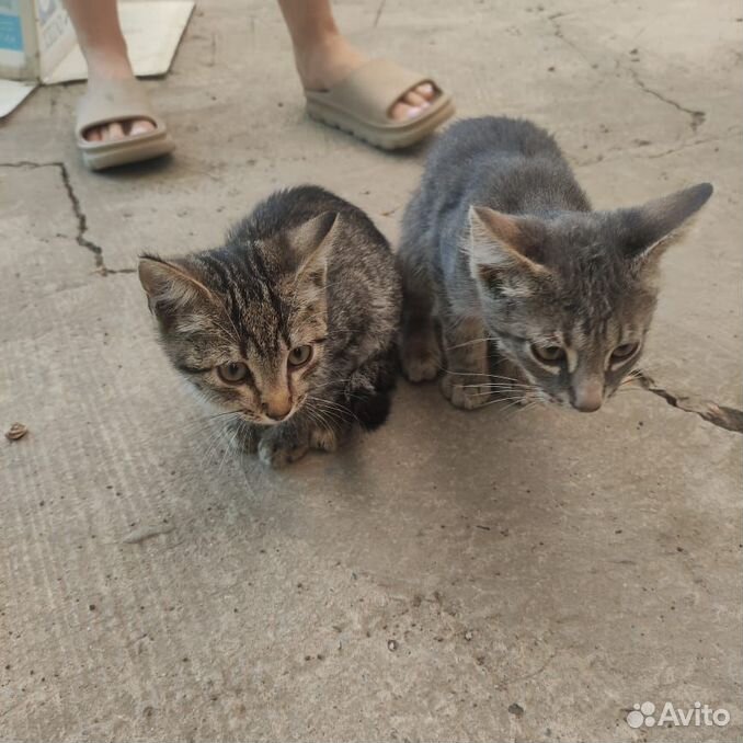 Отдаю котенка (котят) в добрые руки