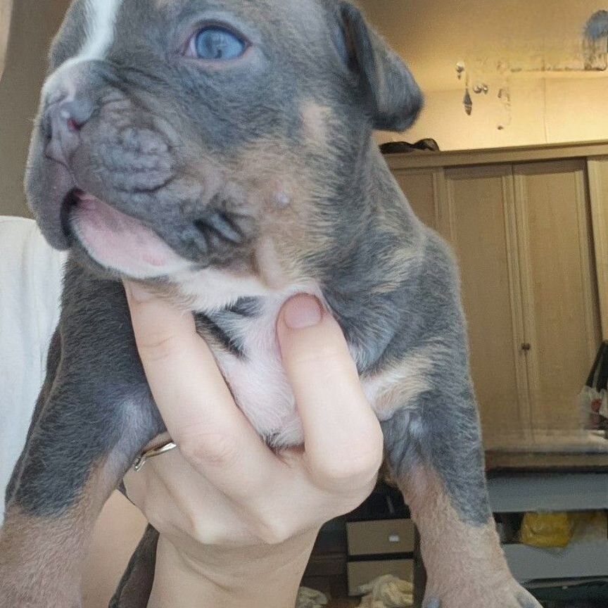 Американский булли покет щенки