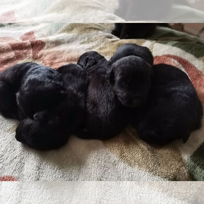 Русский черный терьер