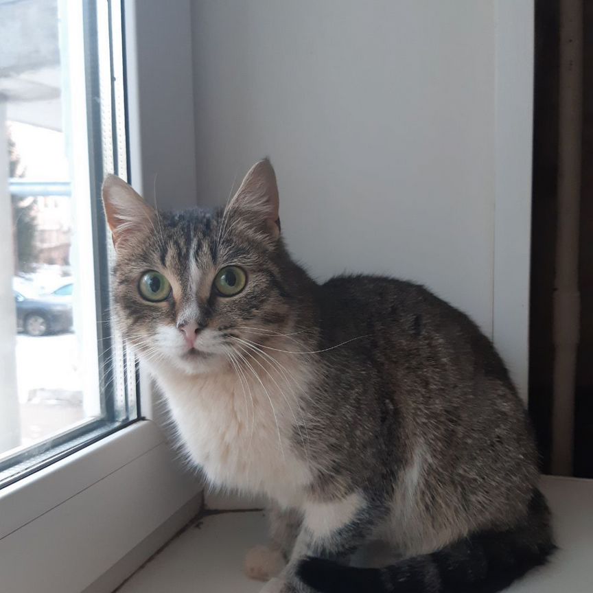 Кошки