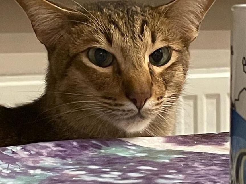 Ориентальная кошка в добрые руки