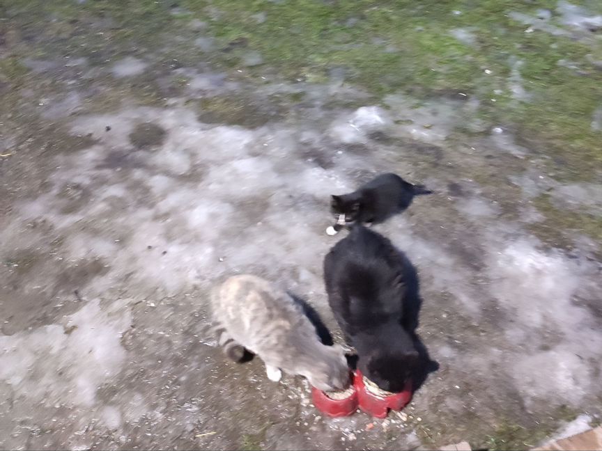 Котята в добрые руки мальчики