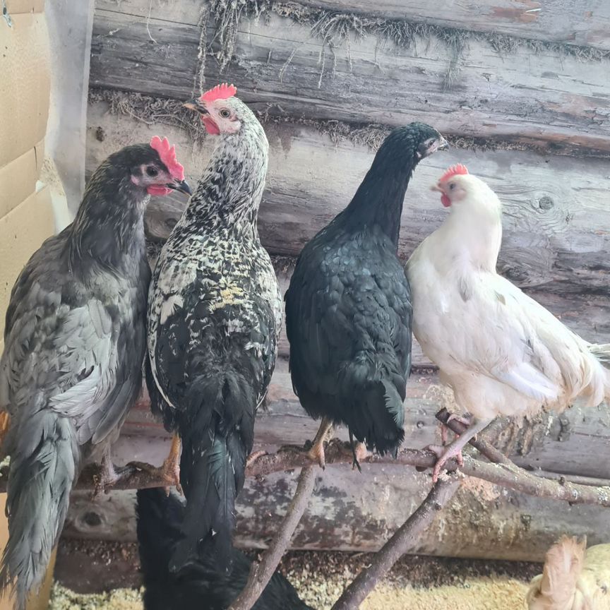 Молодые петушки