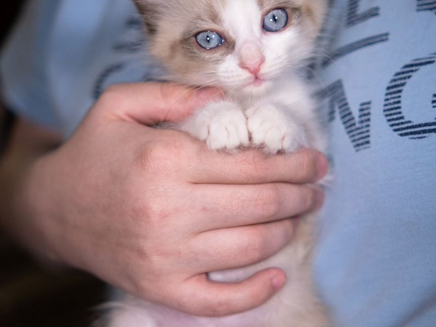 Котята в добрые руки