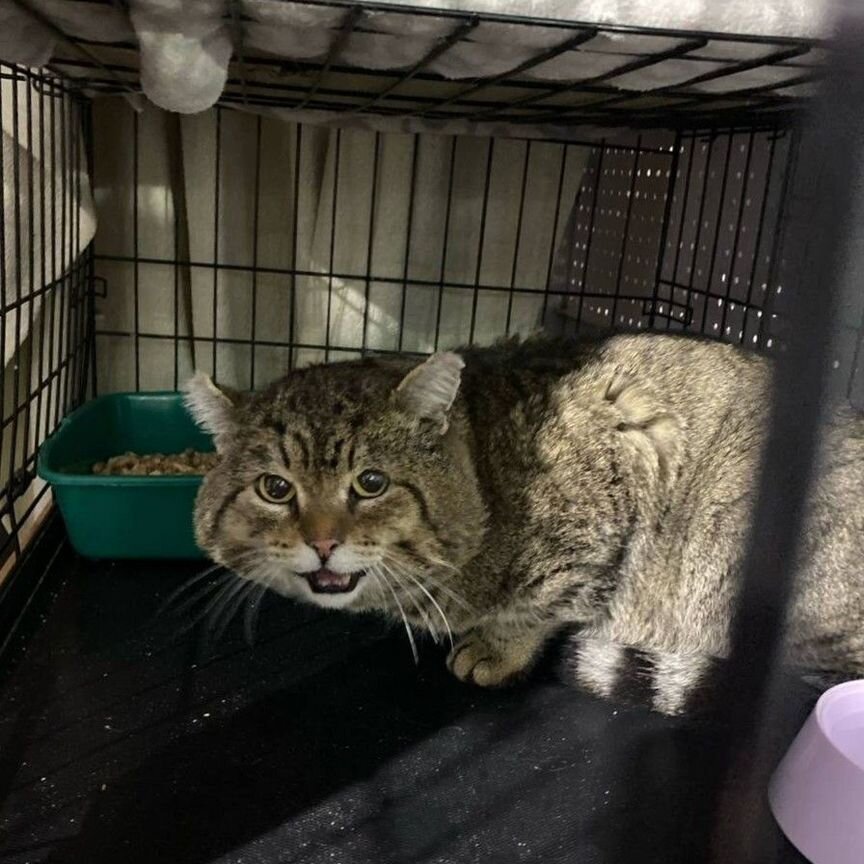 Взрослый кот в добрые руки