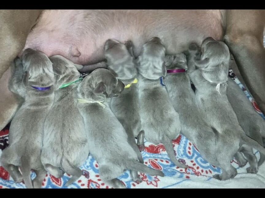 Щенки веймаранера