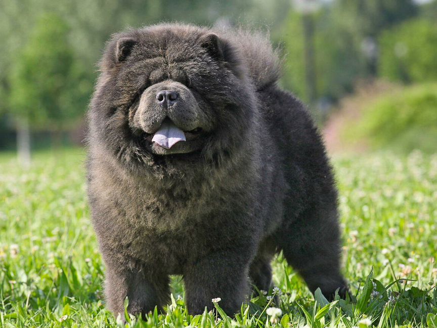 Ищу чау-чау для спаривания