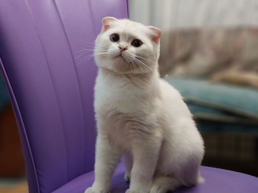 Шотландский золотой колорный мальчик